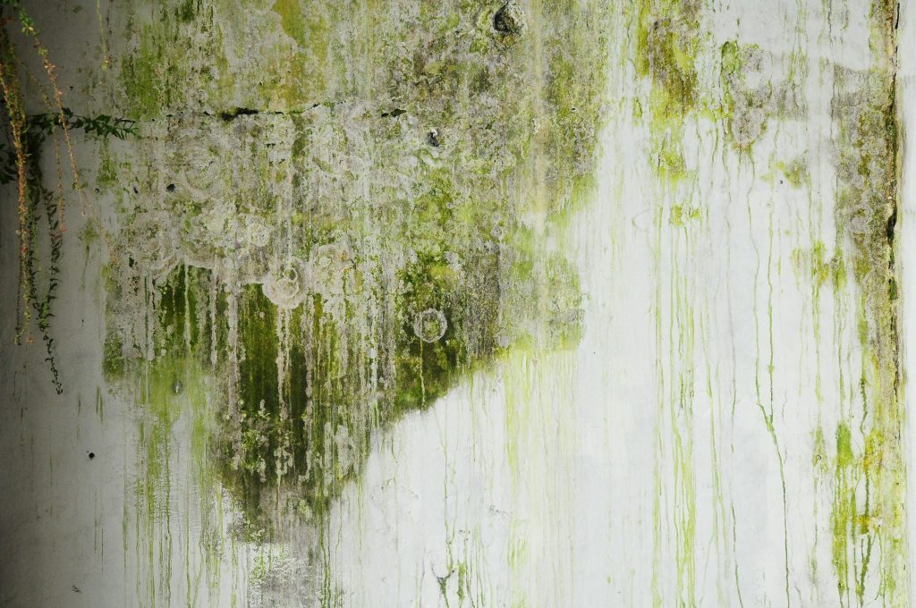 A guide to damp in rental properties